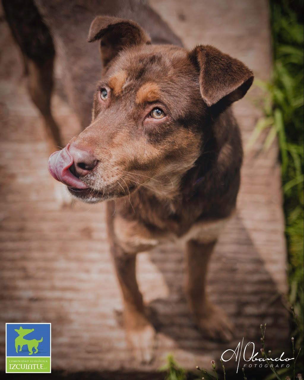 Adopciones – Enablers México – protección animal